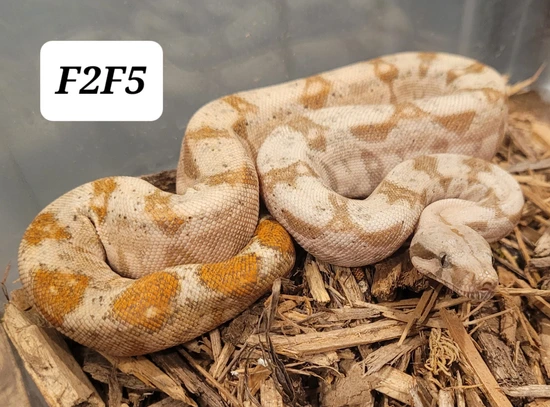 Pure Hog Island Boa Last One For This Year! Boa Constrictor by Calhoun ...