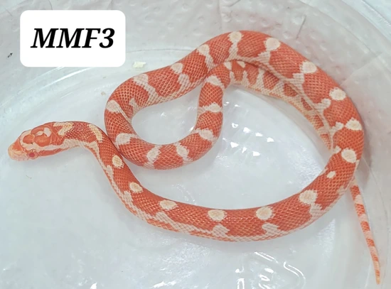 Motley Amelanistic Candy Cane Corn Snake by Calhoun Reptiles, LLC