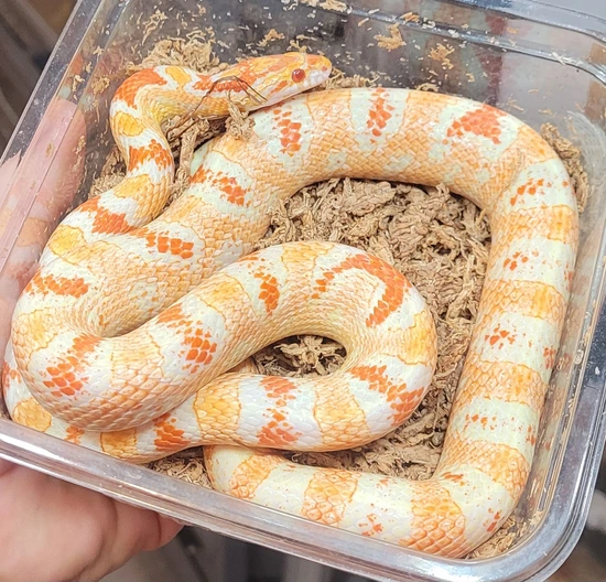 Abbott Extreme Reverse Okeetee Corn Snake by Calhoun Reptiles, LLC
