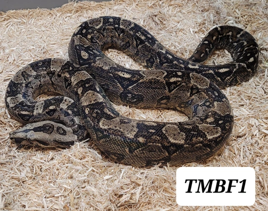 Tarahumara Boa Boa Constrictor by Calhoun Reptiles, LLC
