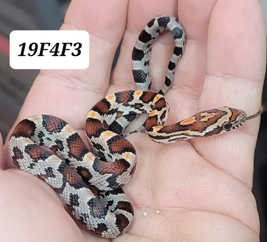Abbott Line Okeetee Corn Snake by Calhoun Reptiles, LLC