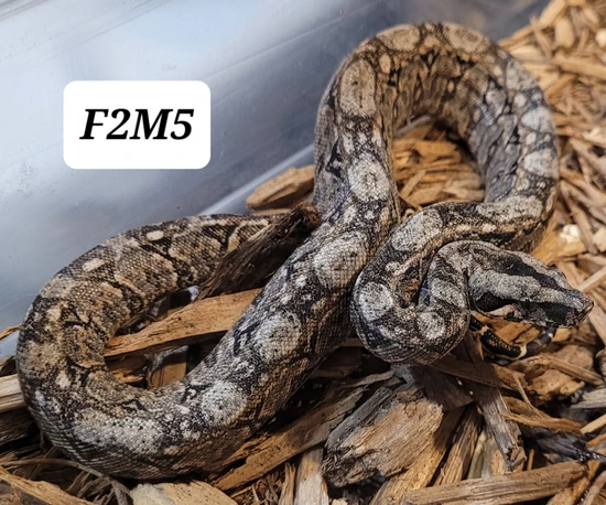 Pure Tarahumara Boa Boa Constrictor by Calhoun Reptiles, LLC