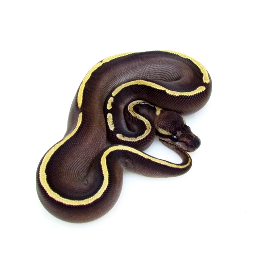 GHI Mojave Ball Python by SnakesnAdders South Africa