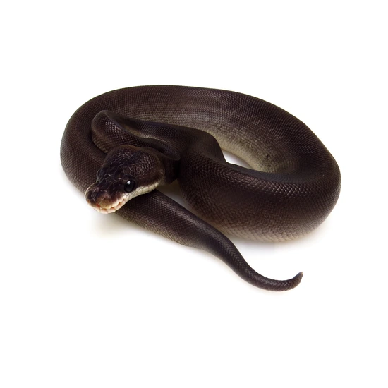 Super Cinnamon Ball Python by SnakesnAdders South Africa