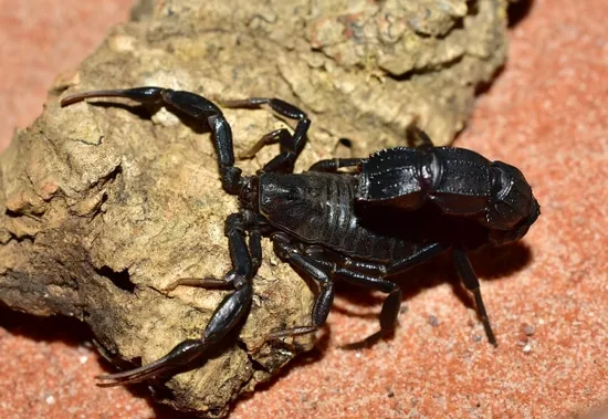 Androctonus Crassicauda Scorpion by Gran Exotics Inc.