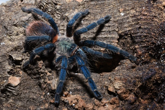 Brazilian Blue Dwarf Beauty (Dolichothele Diamantinensis) Tarantula by ...