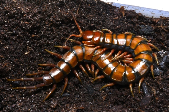 Barbados Giant Centipede (Scolopendra) by Gran Exotics Inc.