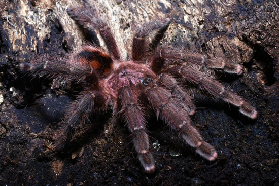 Venezuelan Red Slate Pink Toe (Avicularia Minatrix) Tarantula by Gran ...