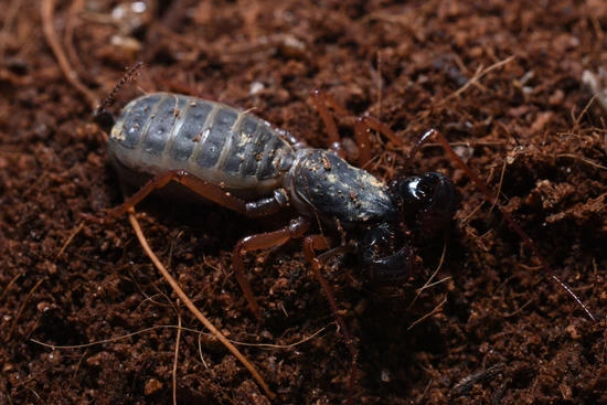Thai Red Leg Vinegaroon (Typopeltis Sp. Red Leg) More Invertebrate by ...