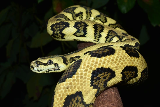 Jungle Jag Carpet Jungle Carpet Python by Gran Exotics Inc.