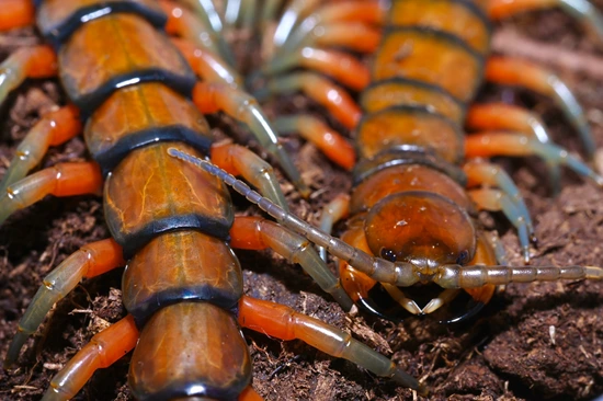Barbados Giant Centipede (Scolopendra Subspinipes) by Gran Exotics Inc.