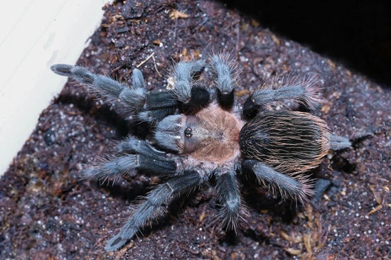 Mexican Rose Grey (Tlitocatl Verdezi) Tarantula by Gran Exotics Inc.