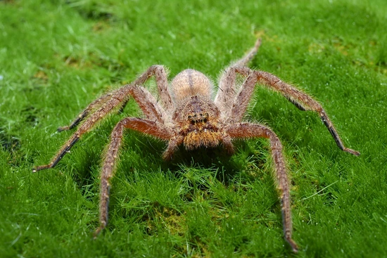 Javan Huntsman (Heteropoda Javana) Other Spider by Gran Exotics Inc.