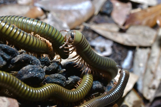 African Olive Millipede (Analacostreptus Gregorius) by Gran Exotics Inc.