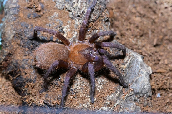 Violet Dwarf Tarantula (Citharacanthus Cyaneus) by Gran Exotics Inc.