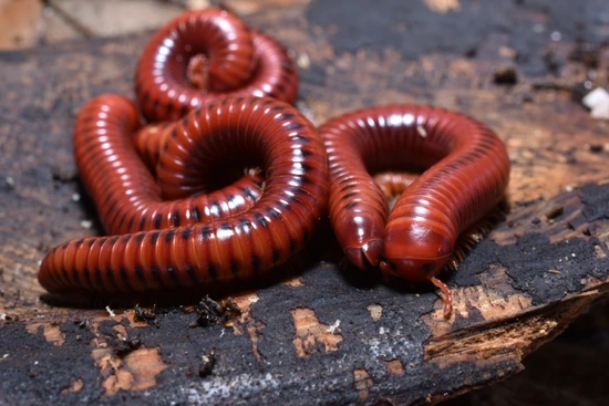 CBB Fire Millipedes (Centrobolus Splendidus) by Gran Exotics Inc.