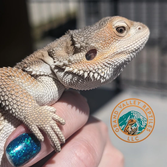 Alaska Central Bearded Dragon by Grand Valley Reptiles, LLC