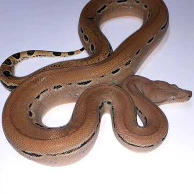 Animals For Sale | MorphMarket
