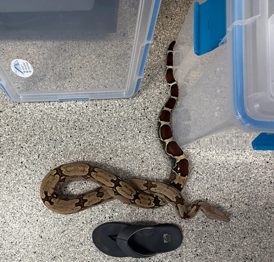 2021 Male Surinam MEGA FLRT X MEGA BCC - USA CBB True Red-Tailed Boa ...