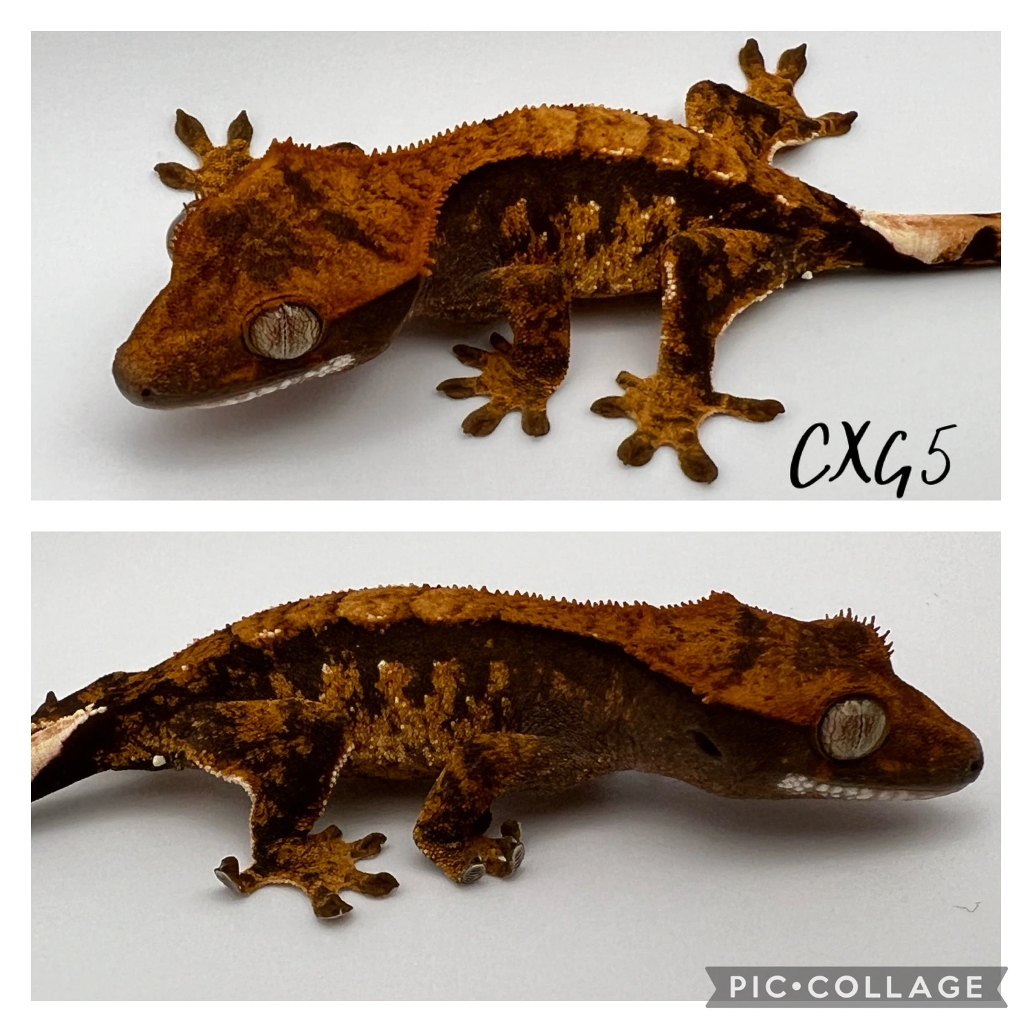 Addicted 2 Cresties's Collection - MorphMarket