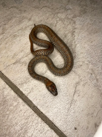 Pinband Ultra Granite Mex Mex San Luis Potosi Kingsnake by West Coast ...