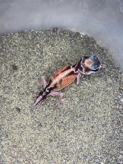 Double Het Albino Patternless Knob-Tailed Gecko by West Coast Colubrids