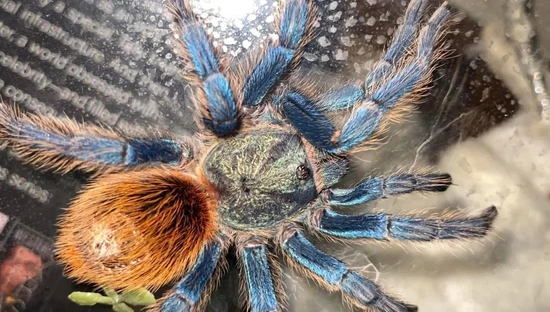 Green Bottle Blue GBB Tarantula Adult Female by Grey’s Geckos and More