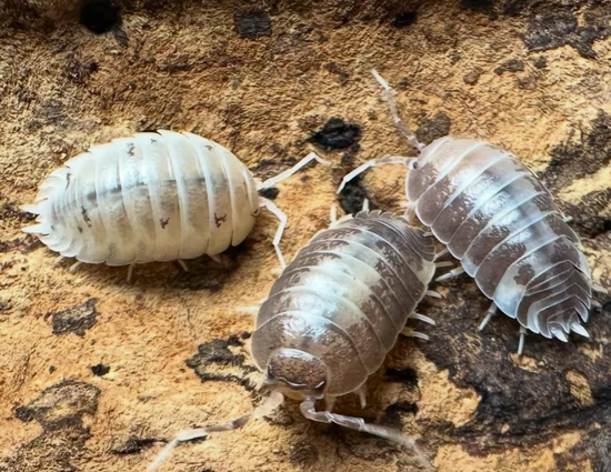 Milk Back (Porcellio Laevis) Isopod by Green Acres Critter Co