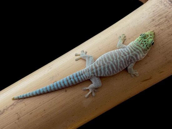 Standing’s Day Gecko by Green Stuff Exotics