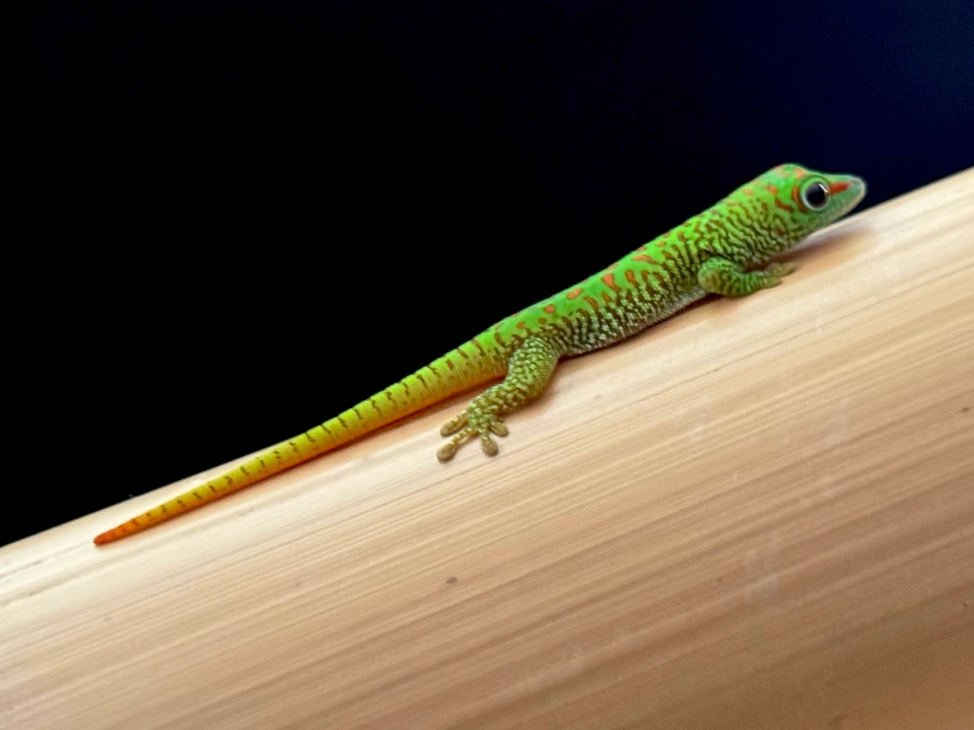 Giant Day Gecko by Green Stuff Exotics