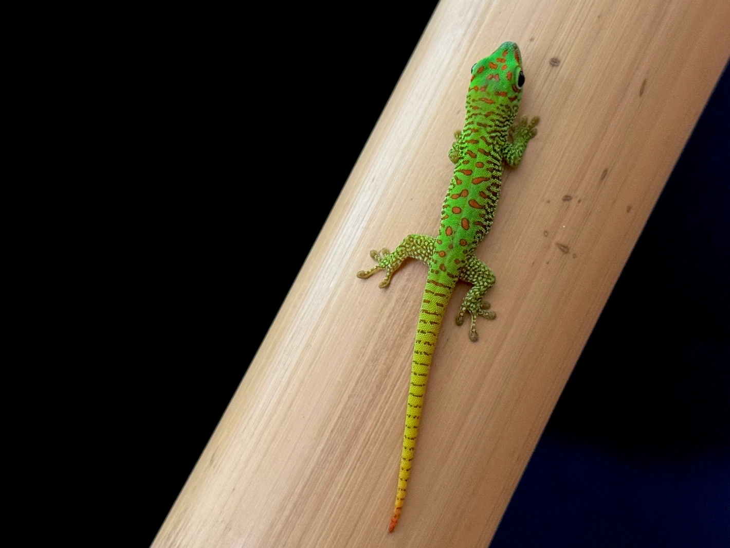 Giant Day Gecko by Green Stuff Exotics