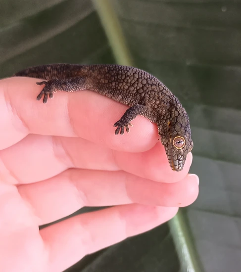 Eurydactylodes Vieillardi Chameleon Gecko by Greta Vivaria
