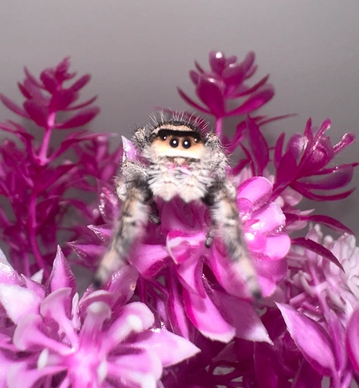 Very Gentle Lady Jumping Spider by Arachnocentric