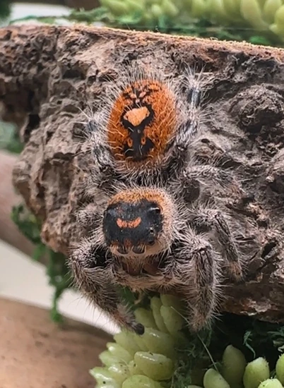 I Dub Thee Phoenix! Jumping Spider by Arachnocentric