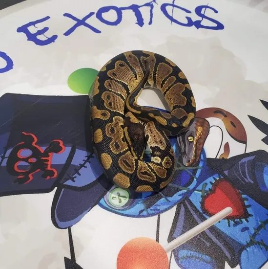 Normal 50%het Pied Ball Python by VooDoo Exotics