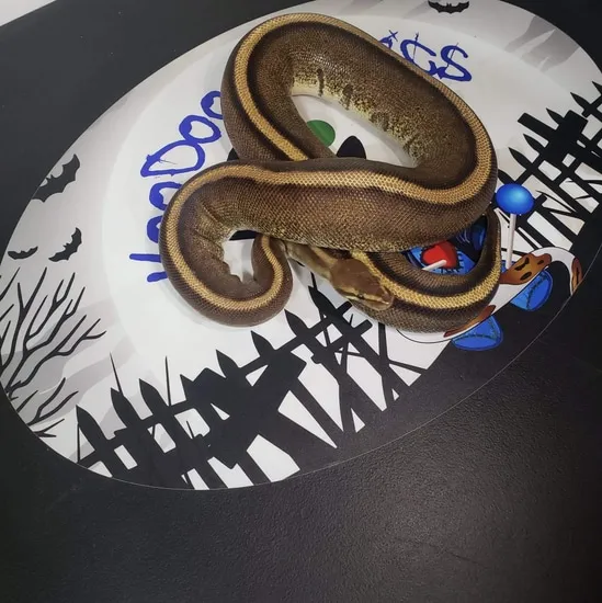 Genetic Stripe Ball Python by VooDoo Exotics