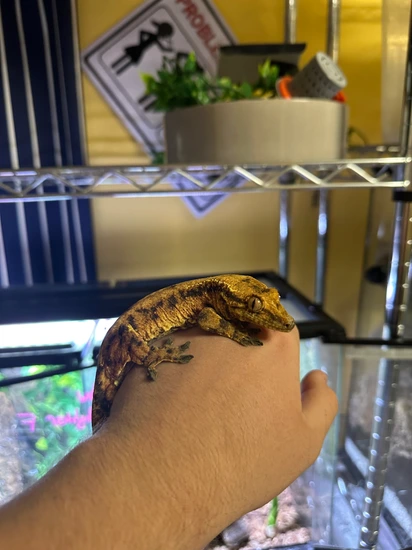 Crested X Chewy Hybrid Crested Gecko by Groovy Geckos