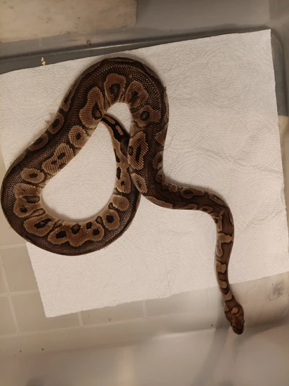 Clown Ball Python by Grumpy Catling Exotics