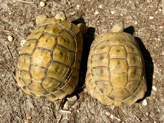 *1 LEFT!* Macedonian Yellow Eastern Hermann’s Tortoises CB 2025 Hermann ...