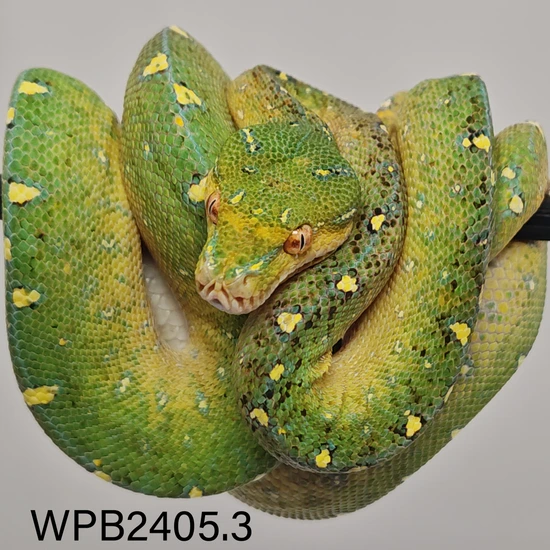Uscbb Wpb2405.3 Green Tree Python by The GTPKeeper LLC