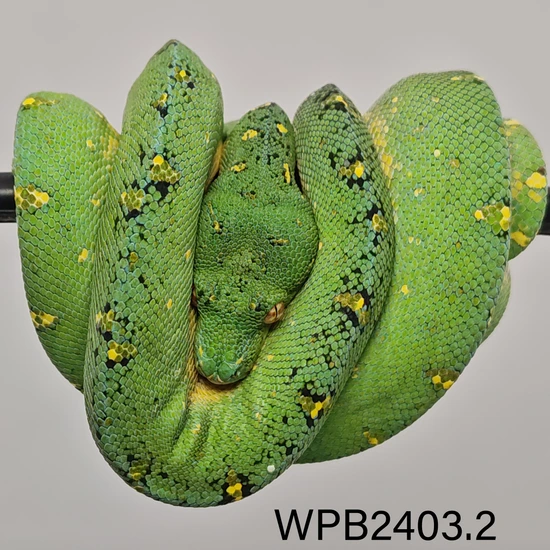 Uscbb Wpb2403.2 Green Tree Python by The GTPKeeper LLC