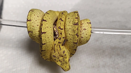 2025 USCBB Designer Green Tree Python Neo by Snakeman78