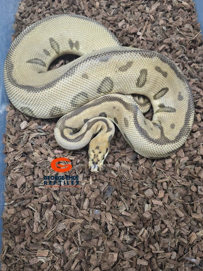 Enchi Batman Ball Python by George Emde Reptiles