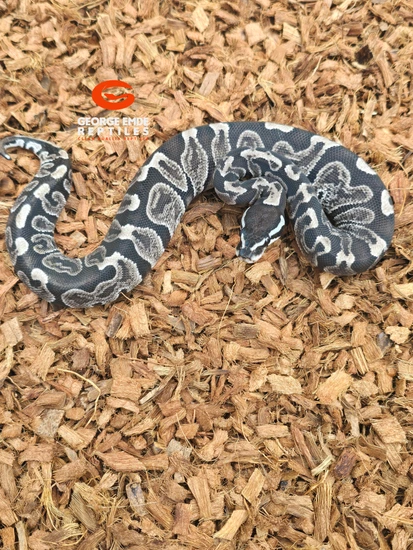 Vpi Axanthic Ghi Ball Python by George Emde Reptiles