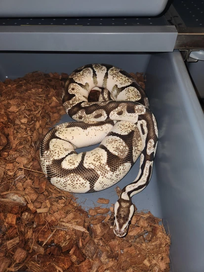 Enchi TSK Pastel Ball Python by Foundation-Exotics