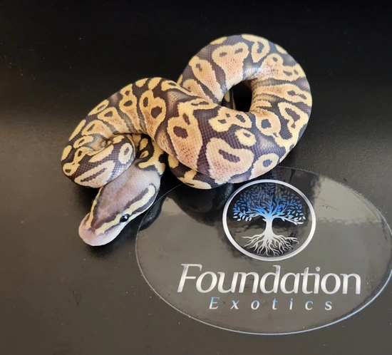 Pastel Hypo Ball Python by Foundation-Exotics