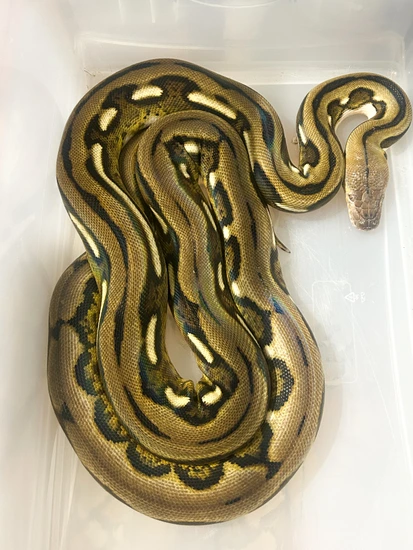 Tiger Reticulated Python by Hagerstown Scales & Tails