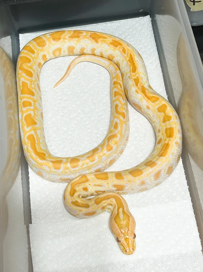 Dwarf Albino Burmese Python Het Green by Hagerstown Scales & Tails