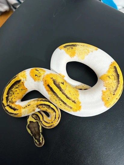 Firefly Pied Ball Python by Hagerstown Scales & Tails