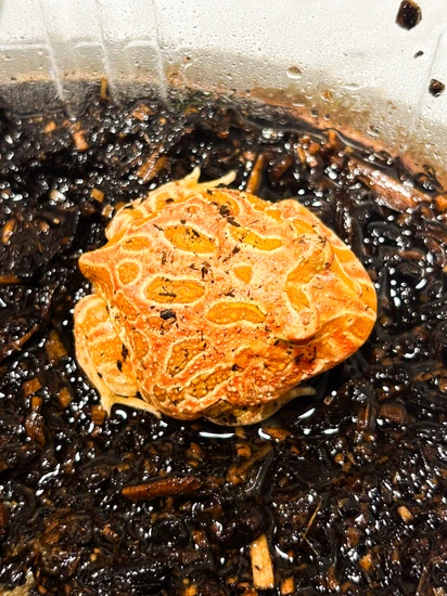 High Contrast Strawberry Pac-Man Frog Pacman Frog by Hagerstown Scales ...